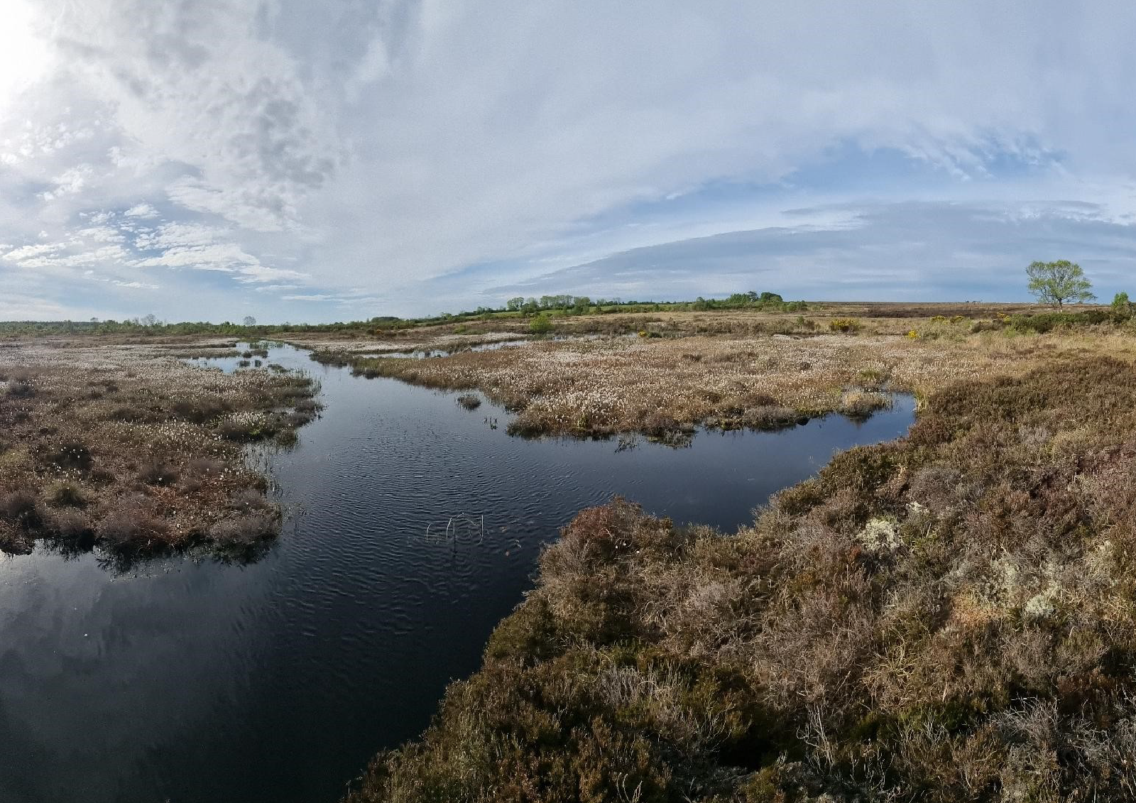 Restoring raised bogs in Ireland | RPS
